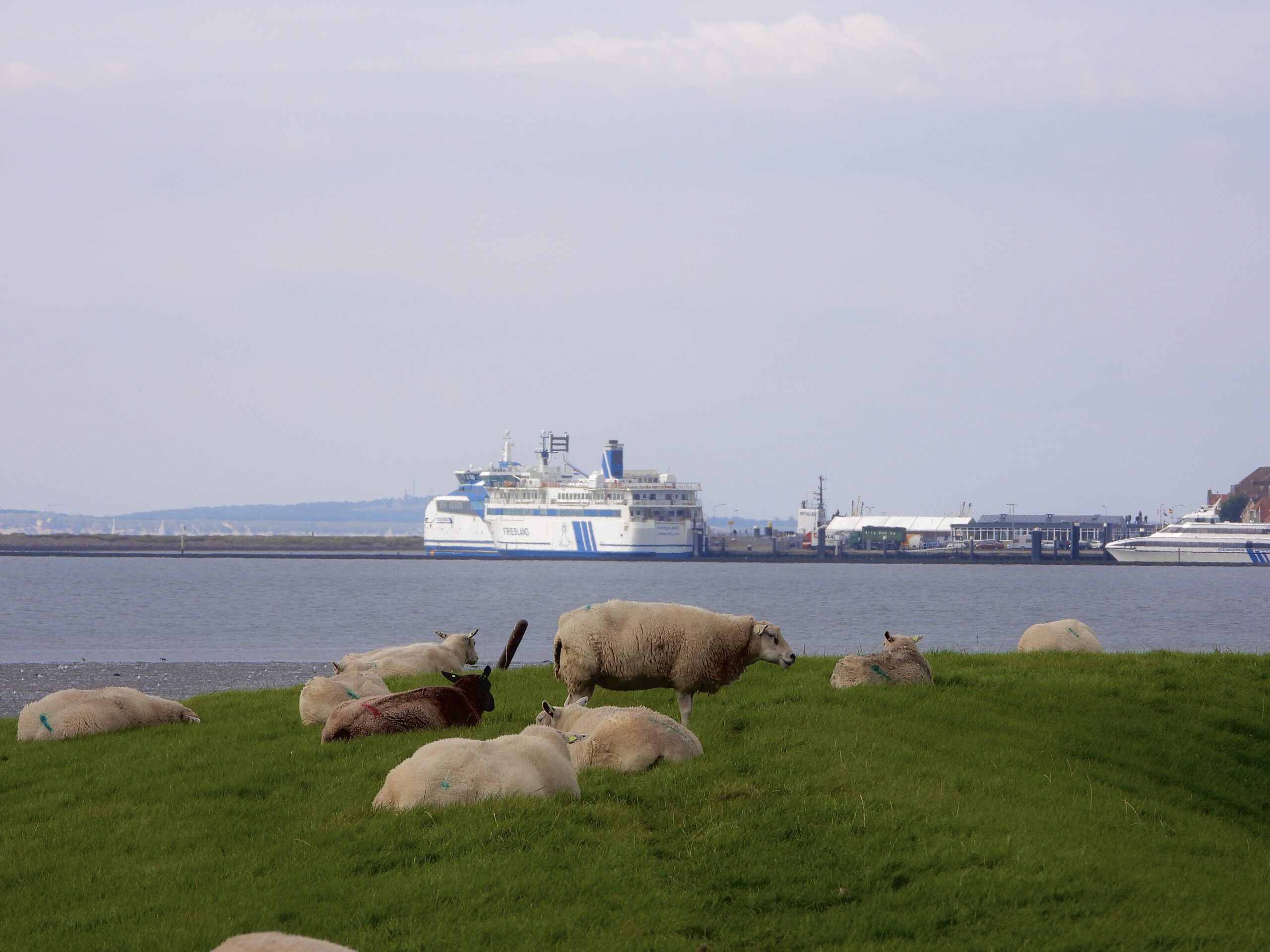 Boot doeksen -dijk - de akker - Hallo Terschelling - halloterschelling ...